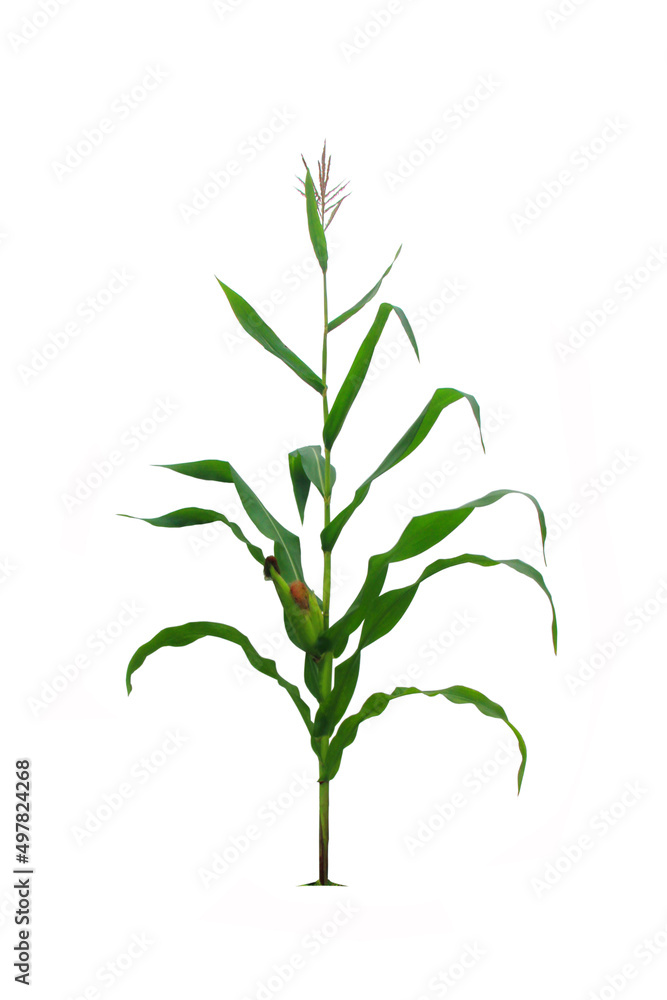 full corn plant with roots, stems, fruits, leaves and flowers isolated ...