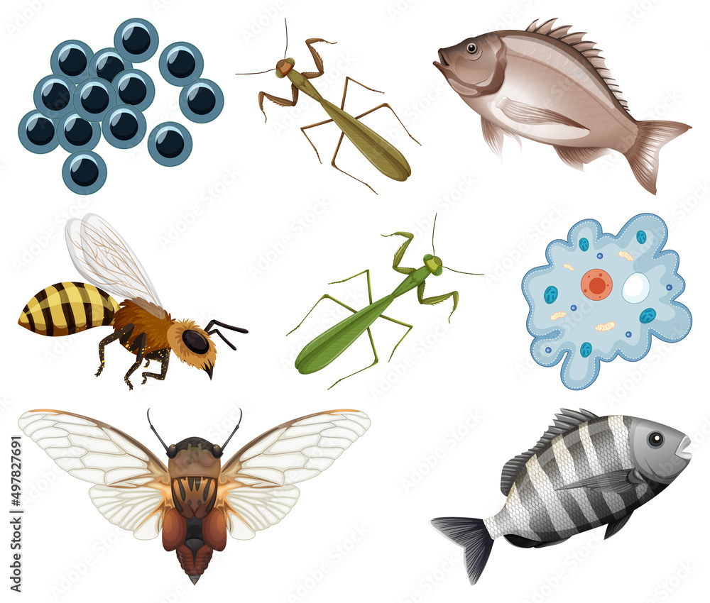Different kinds of insects and animals on white background Stock Vector ...