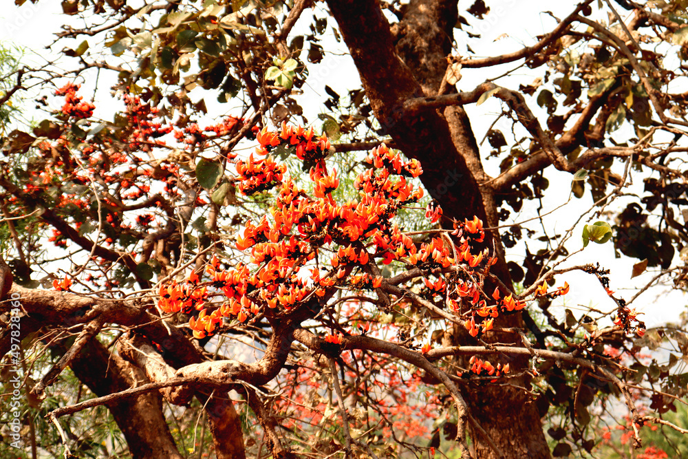 Palash flower and palash tree the flame of the forest,Closeup and blur ...