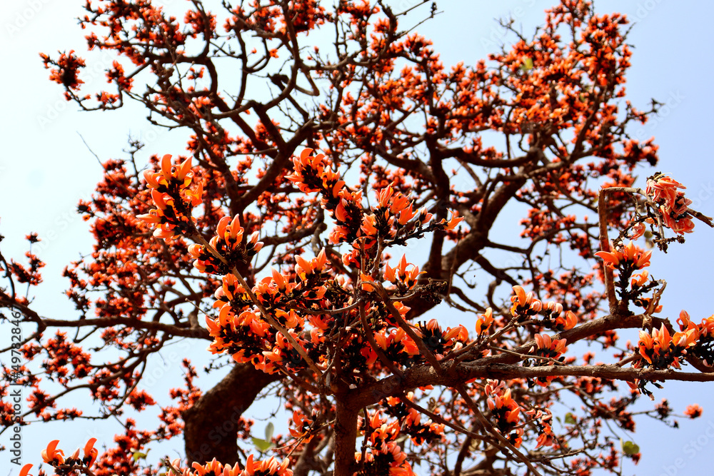 Palash flower and palash tree with blue skey, the flame of the forest ...