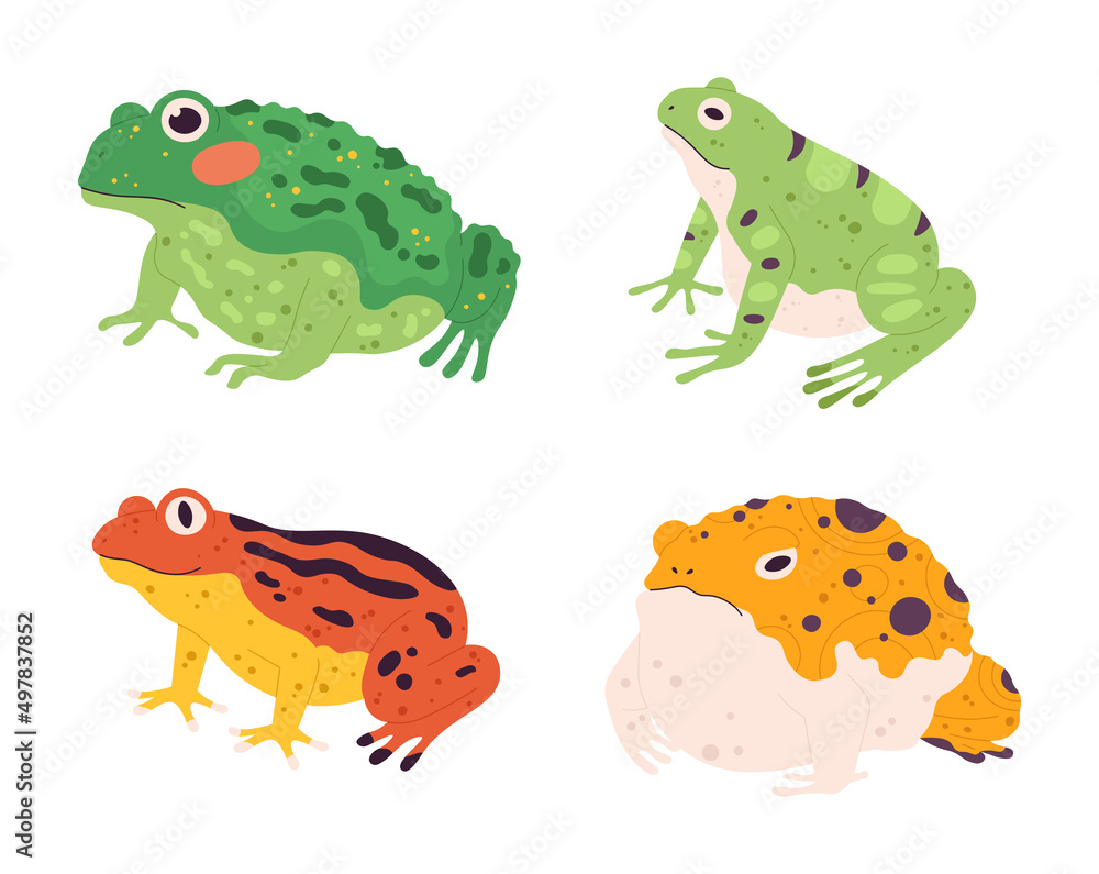 Yellow Orange Frog