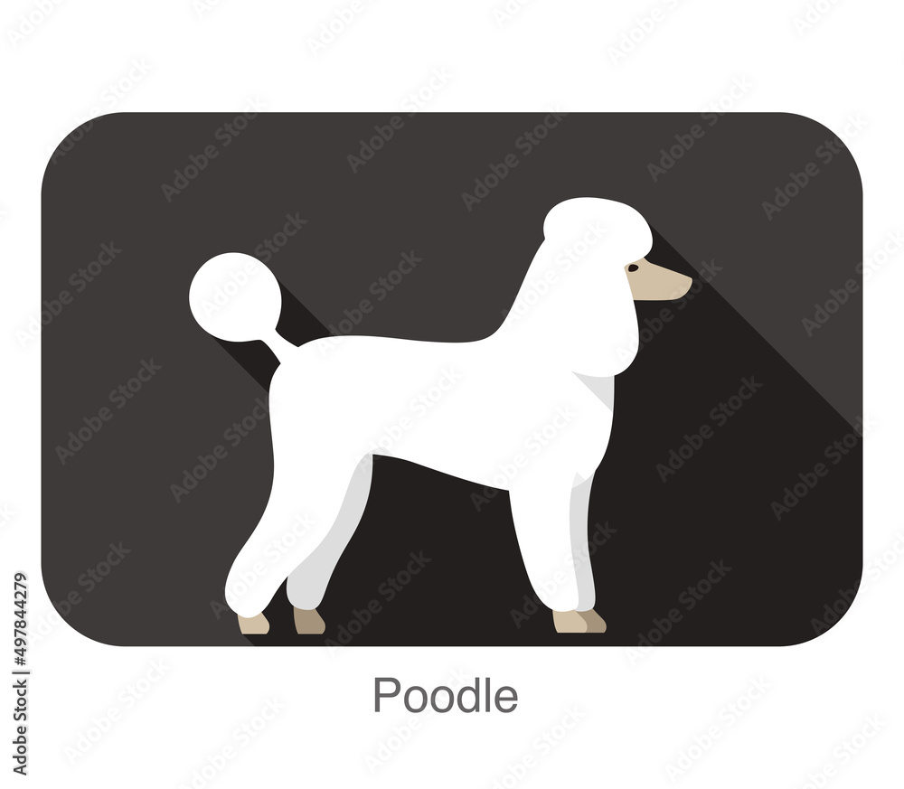 Poodle standing and watching, side view cartoon, vector illustration ...