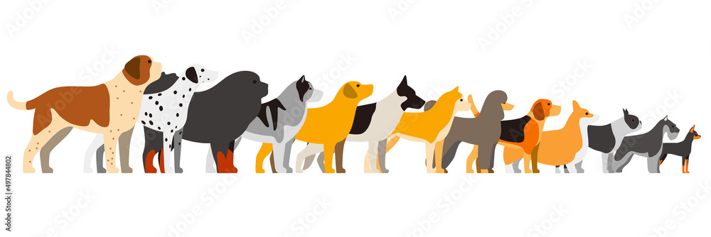 Poster set of dog breeds standing in a line, side view vector ...