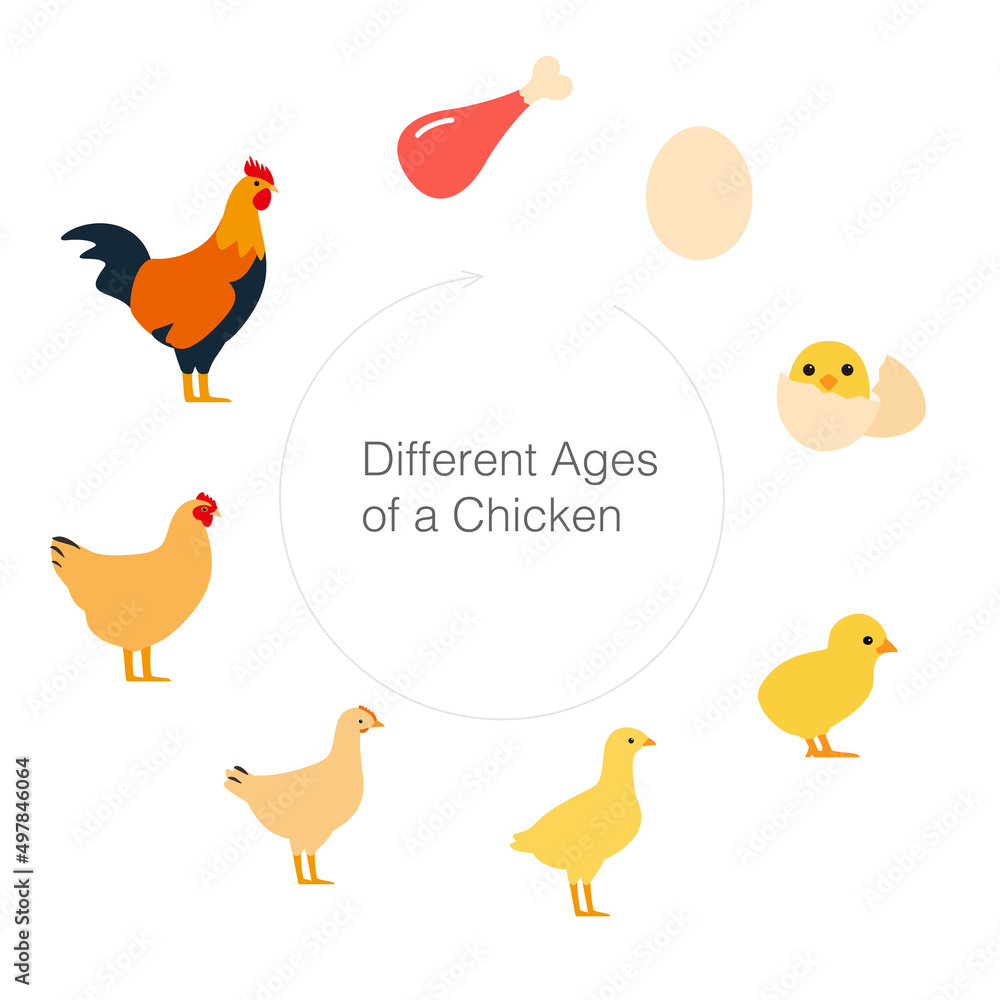 The life of a chicken, different ages of chicken, vector illustration ...