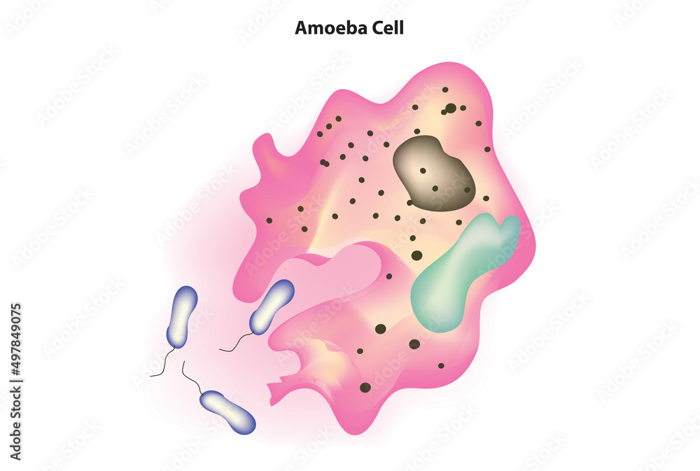 Structural illustration of Amoeba seen under the microscope, Protozoa ...