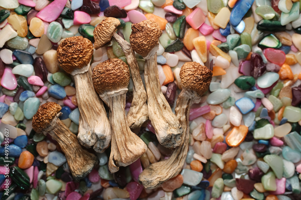 Psychedelic psilocybin mushrooms on white background, micro-dosing ...