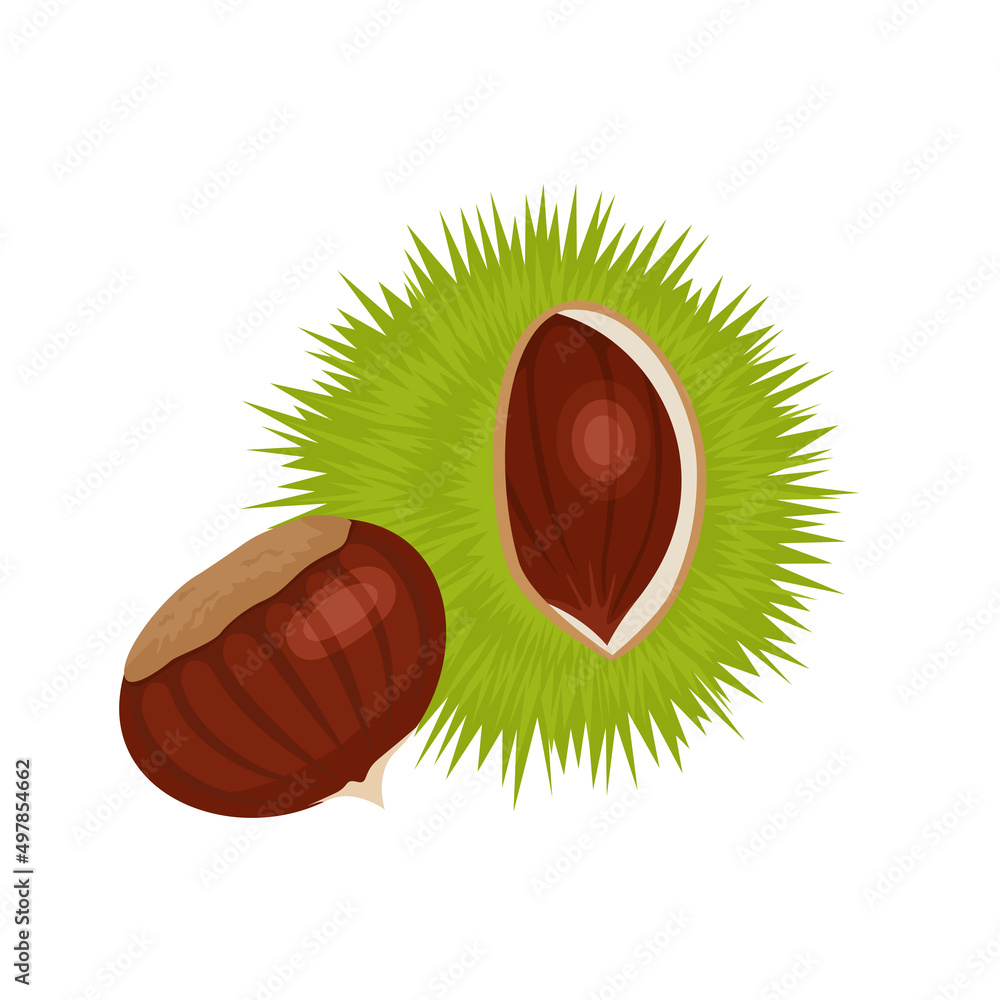 Edible chestnuts icon. Raw sweet chestnuts in green shell with spiny ...