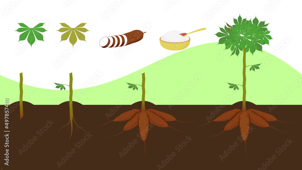 Cassava plant with leaves, bulbs, slices, tapioca. Sera order of growth ...