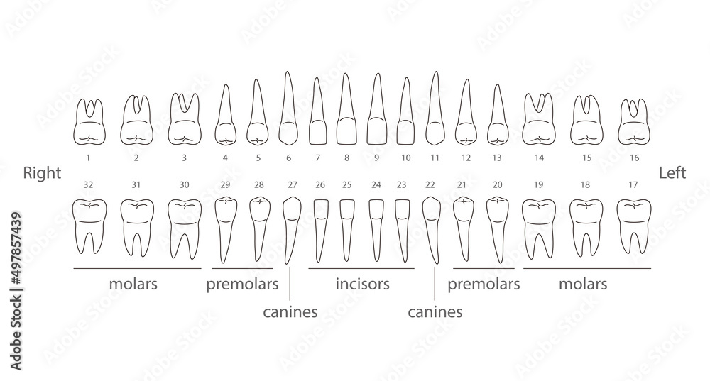 The chart of human teeth, vector illustration Stock Vector | Adobe Stock