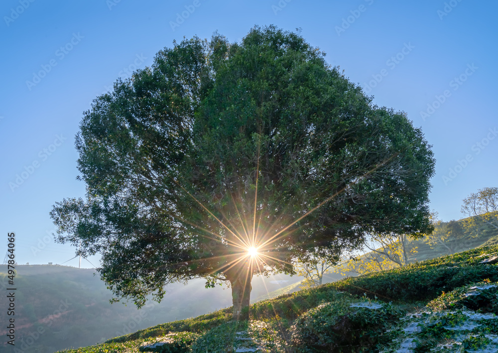 Morning landscape by the old tree when the sunlight penetrates through ...