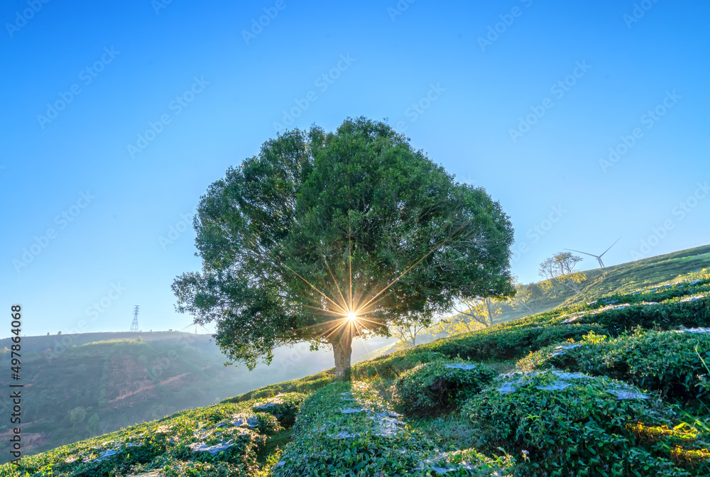 Morning landscape by the old tree when the sunlight penetrates through ...