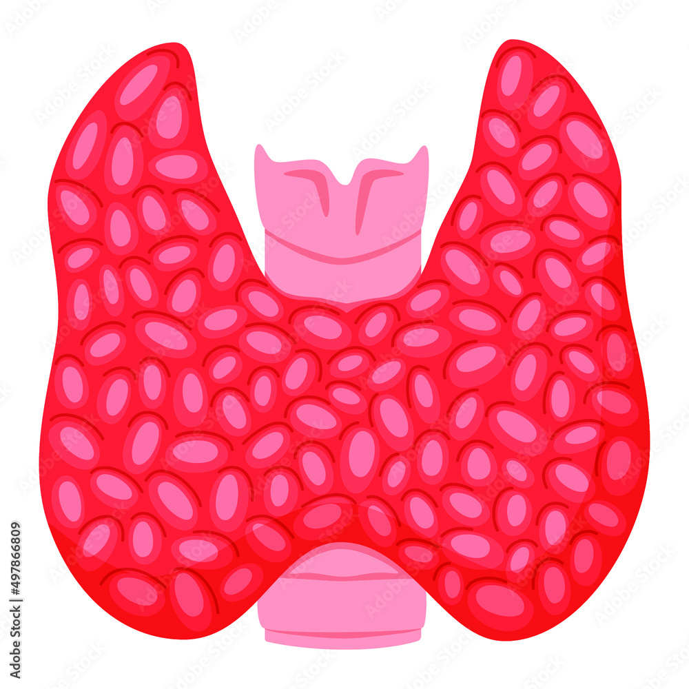 Thyroid. Anatomy organs human body. Vector illustration Stock Vector ...