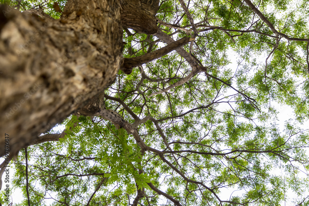 Under shade of giant tree from bottom view. can be use to natural ...