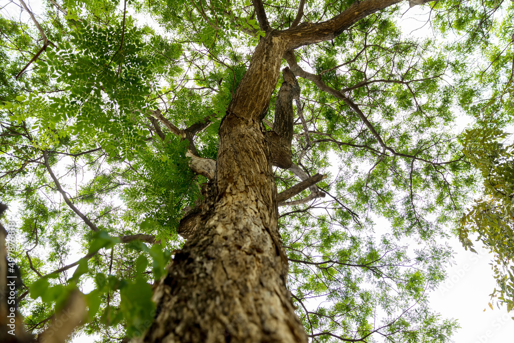 Under shade of giant tree from bottom view. can be use to natural ...