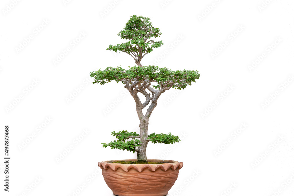 Water Jasmine (Wrightia Religiosa) Bonsai with isolated white ...