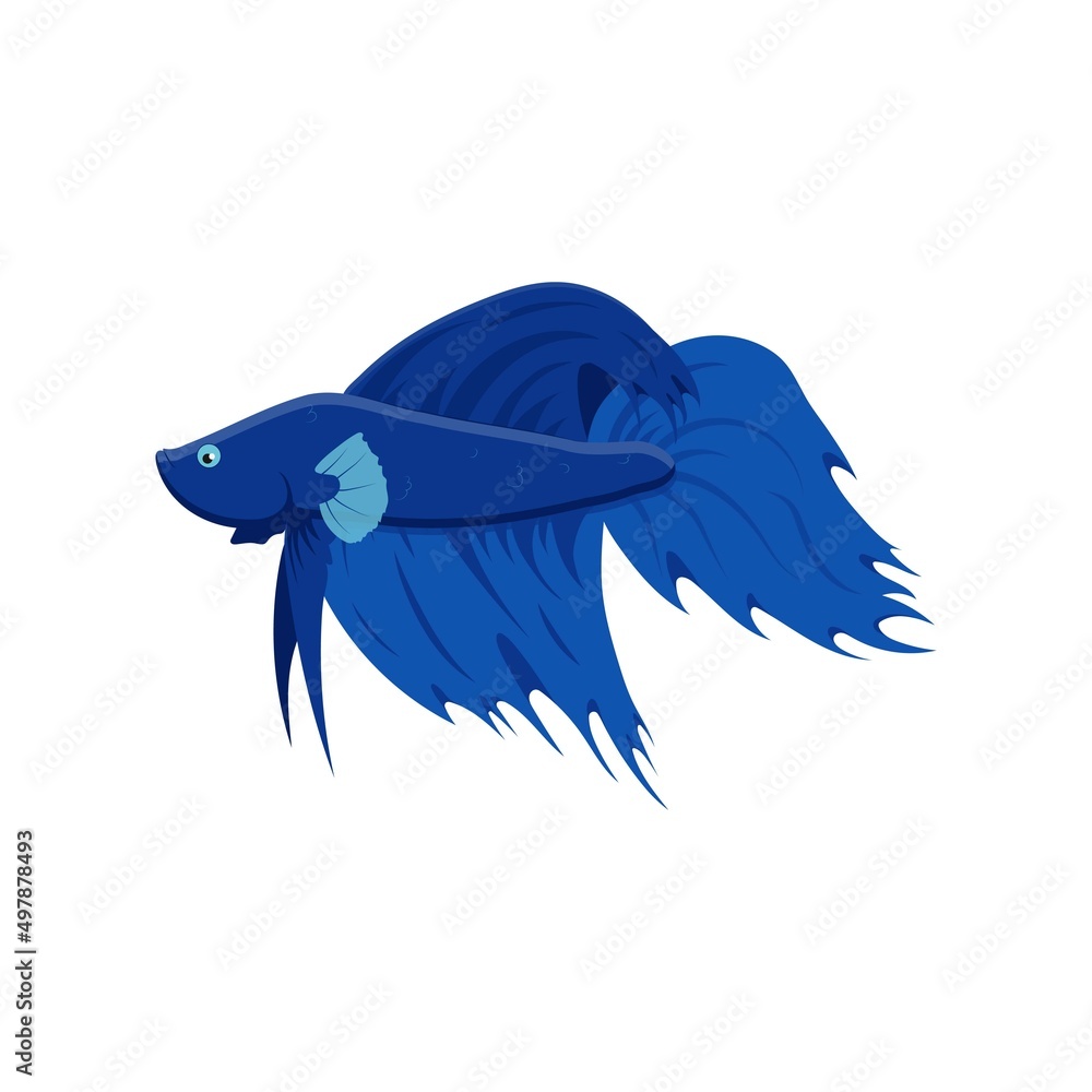 Tropical fish. Color graphic portrait of a fighting fish on a white ...
