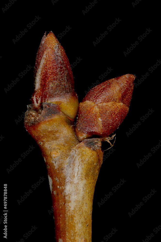 Dwarf Cherry (Prunus cerasus). Terminal and Subterminal Buds Closeup ...
