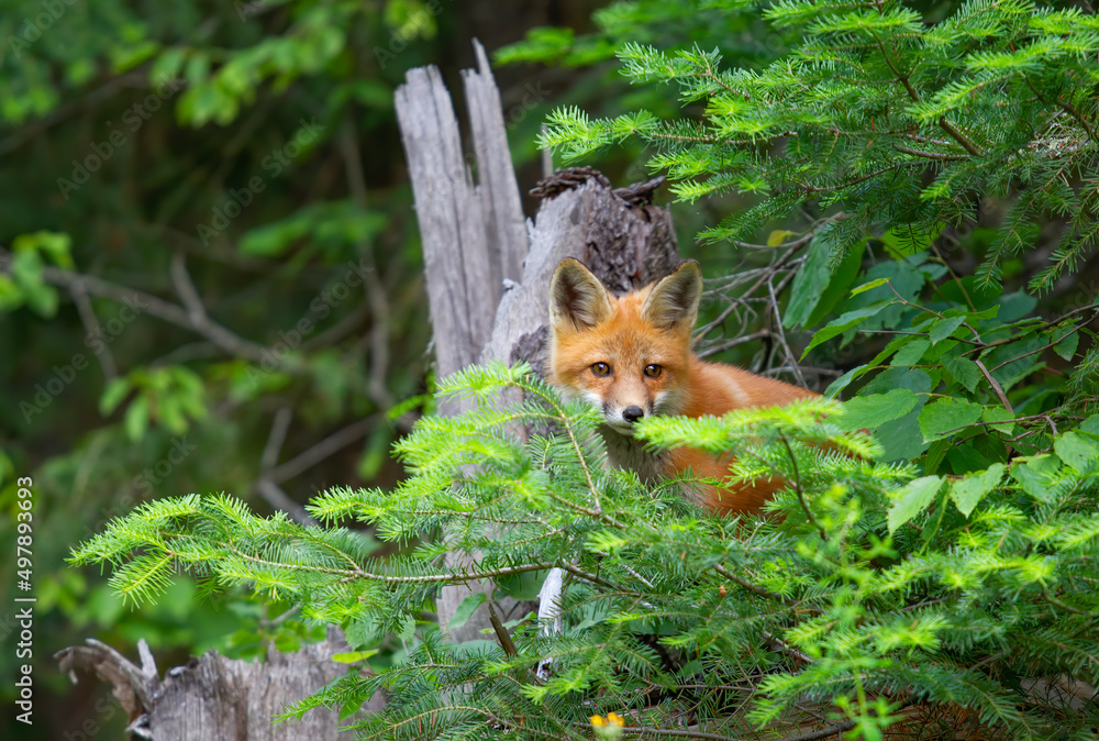 Fox Hiding