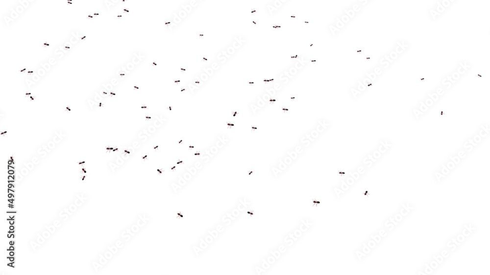 Ant trail. Ant column Black insect Ants Walking on Green Screen ...