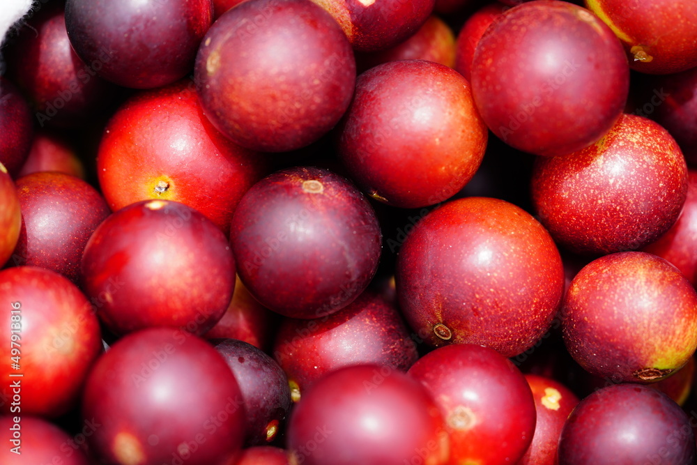 Dark red Camu camu (Myrciaria dubia) fruits background. Camucamu is a ...