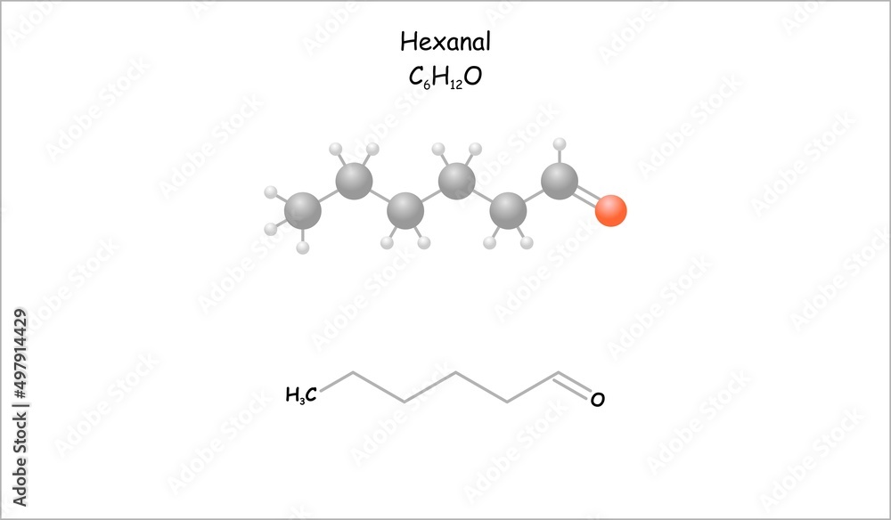 Stylized molecule model/structural formula of hexanal. A component of ...