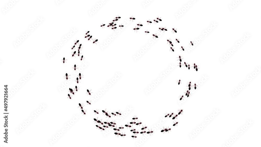 Ant trail following each other in a chain column Black insect Ants ...