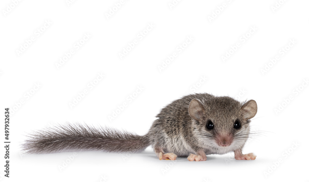 Cute tiny African dormouse aka Graphiurus murinus, standing facing ...