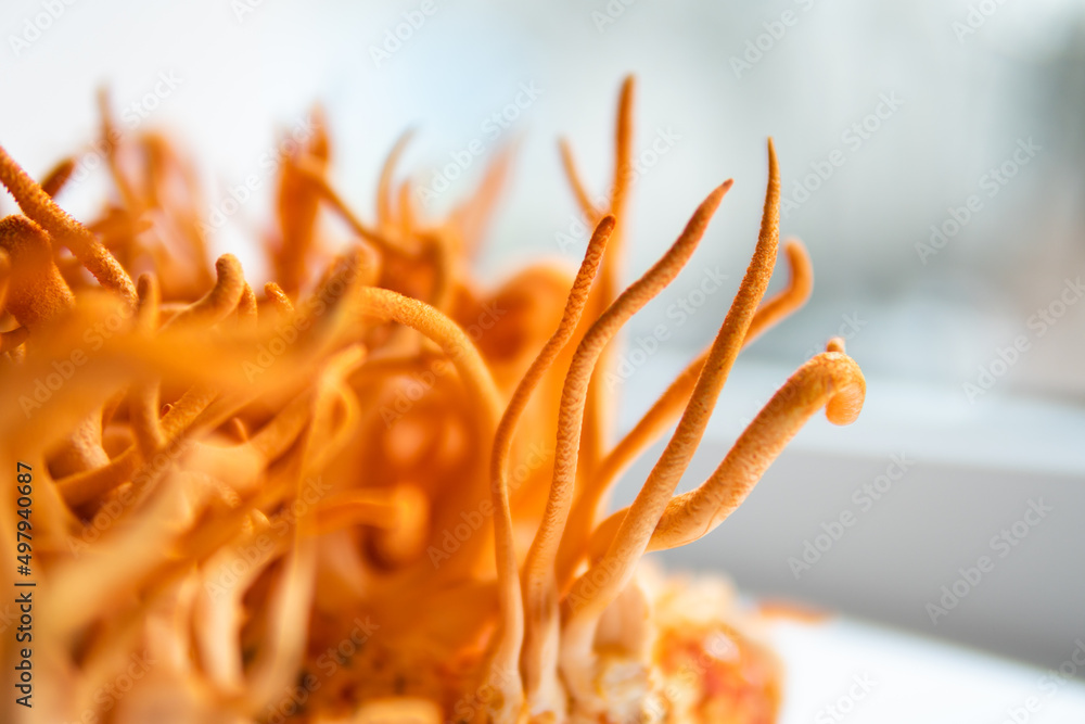 Cordycepin Using . Cordyceps Militaris mushroom. White background ...