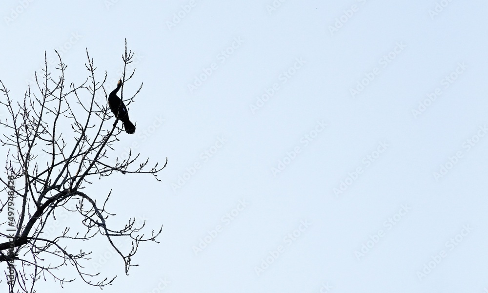 Blank bird tree silhouette edge border background with space for text ...