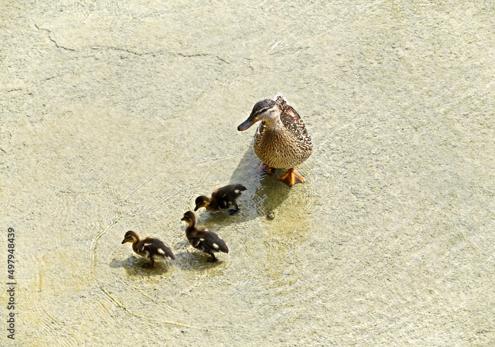 Natural wildlife portrait of duck with chicks. Top view of ducklings in ...