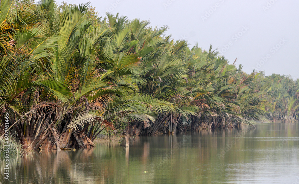 Typical nipa palm (Nipa fruticans).this photo was taken from Sundarbans ...