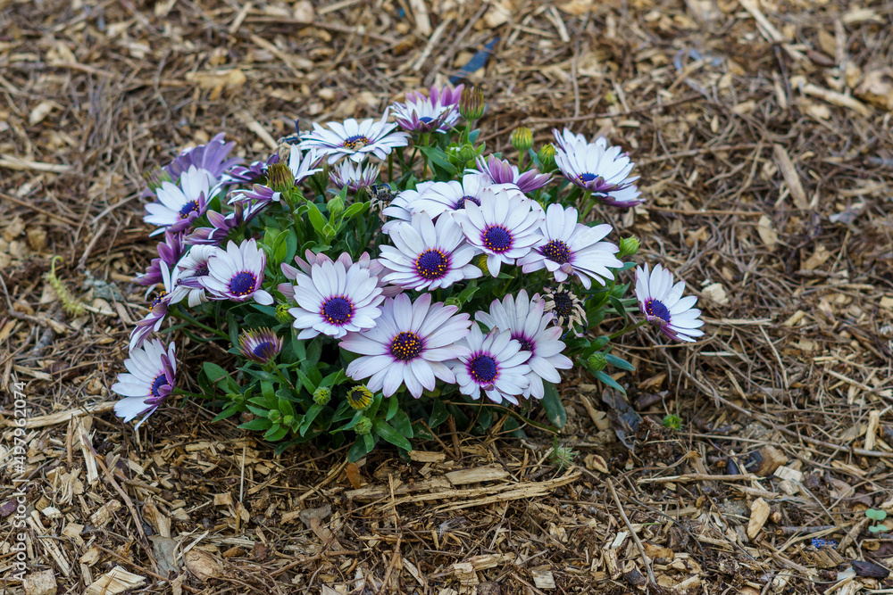 Dimorphotheca ecklonis, commonly known as dimorphotheca ecklonis ...