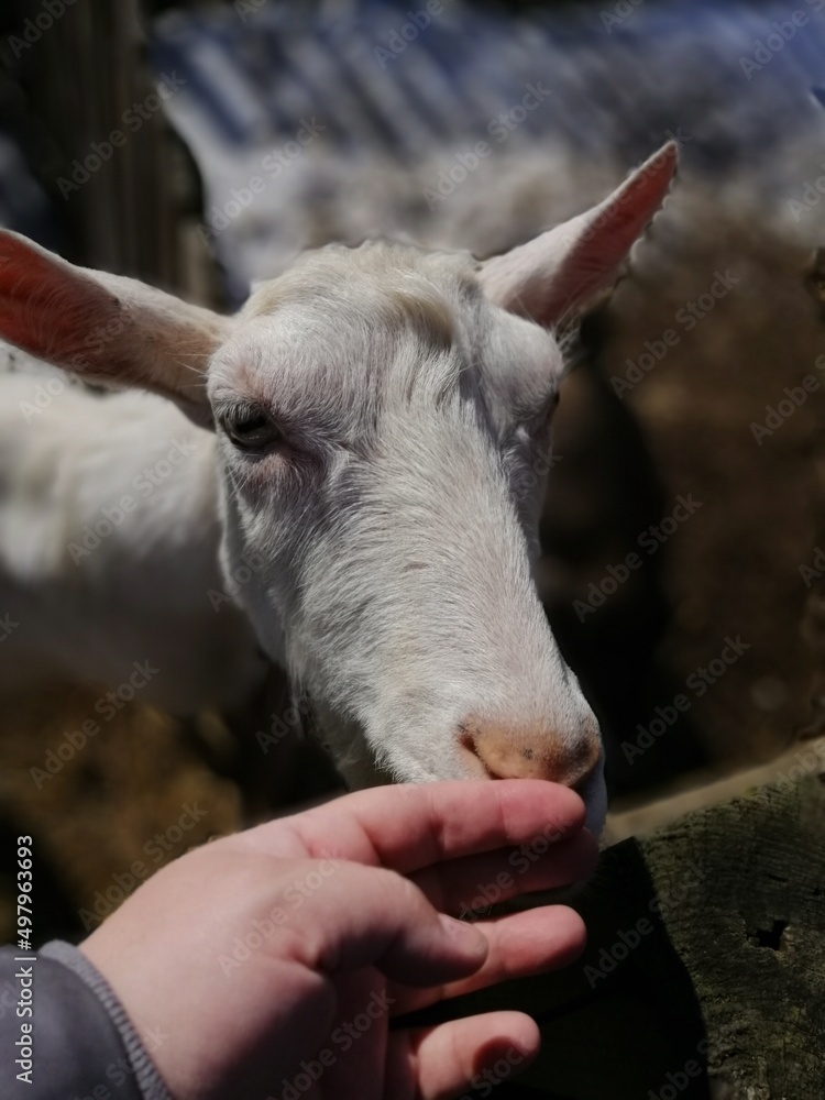 cute goat on a blurry farm background Stock Photo | Adobe Stock