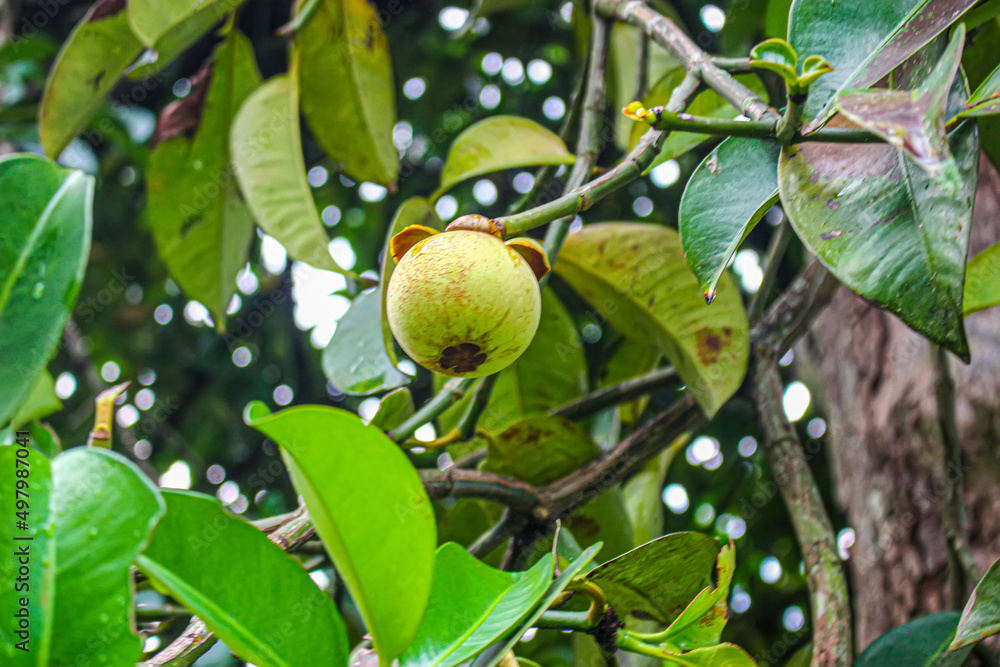Mangosteen, a tropical fruit with sweet juicy white segments of flesh ...