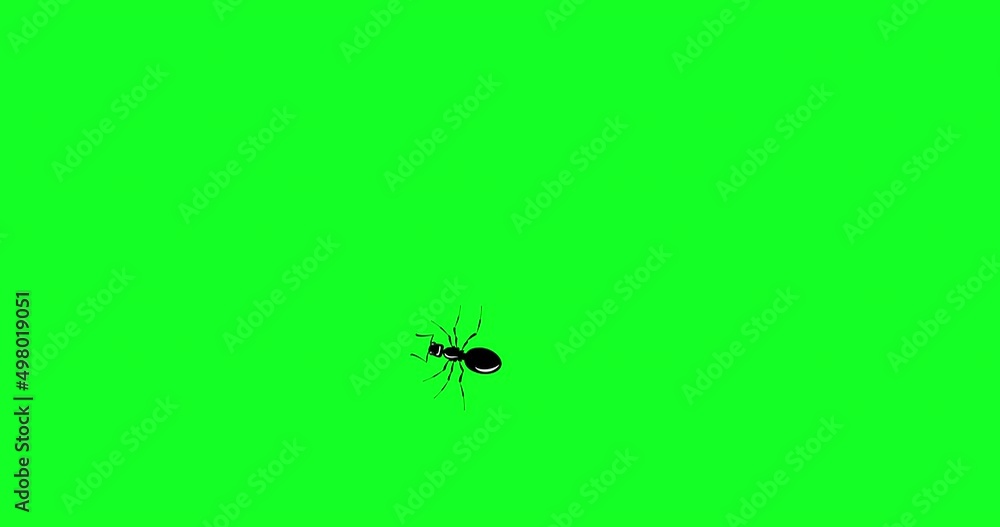 Vidéo Stock Black Ant. One ant quickly crawls across green screen ...