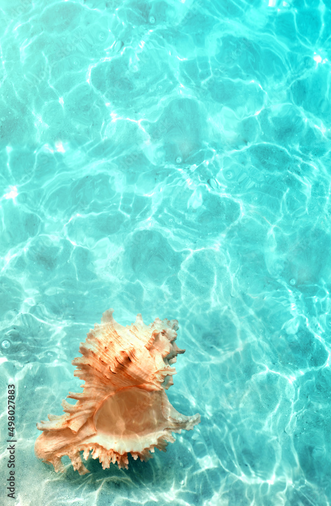 Big natural seashell on the summer beach in clear sea water. Ocean ...