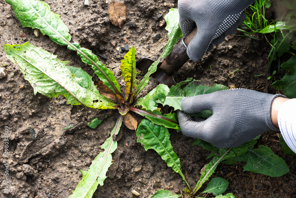 Worker dig weeds dandelions in vegetable beds, gardener keeps weeds and ...