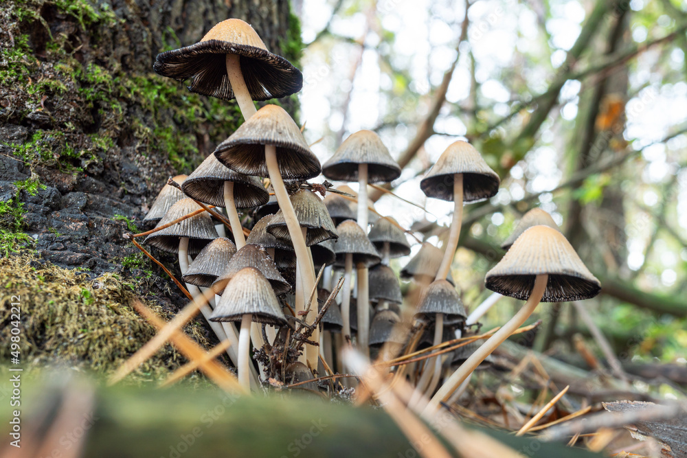 Stockfoto Coprinellus micaceus - cluster of fungus grows on underground ...