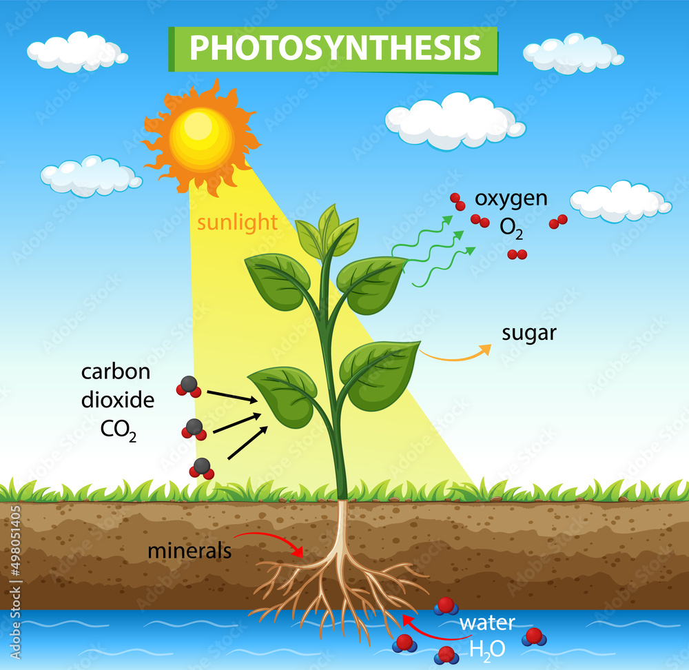 Diagram showing photosynthesis in plant Stock Vector | Adobe Stock