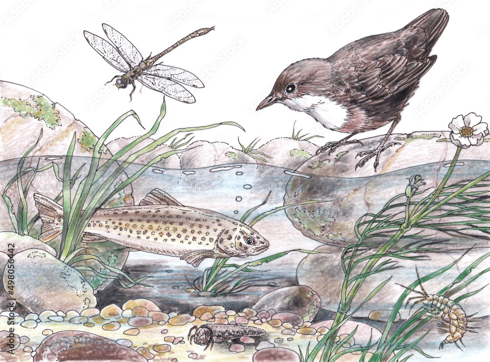 WILDLIFE OF FAST-FLOWING STREAMS Dipper, Cinclus cinclus; Brown trout ...