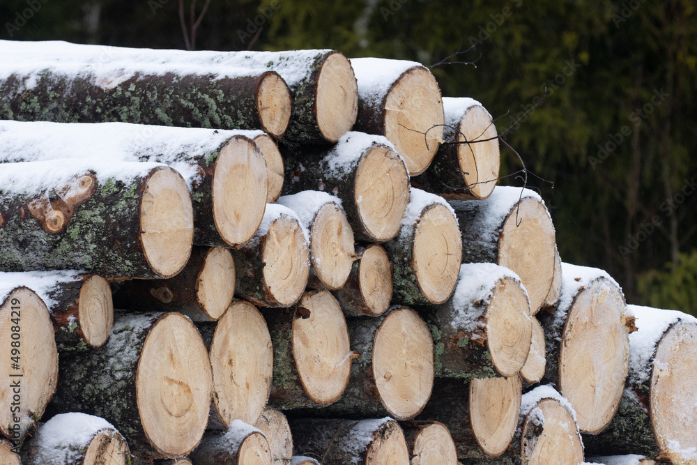 Freshly cut and piled Spruce logs covered with a thin layer of snow in ...