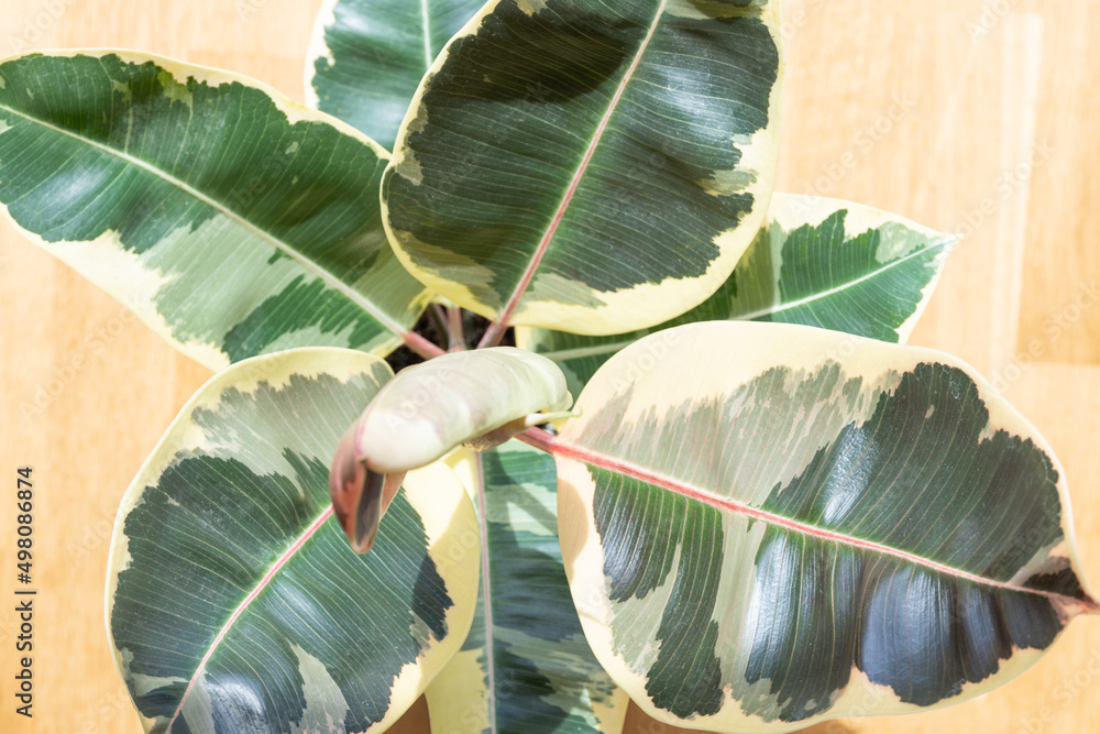 Ficus elastica Tineke plant with beautiful variegated leaves Stock ...