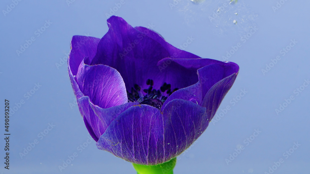 A beautiful purple flower. Stock footage. A flower under water on which ...