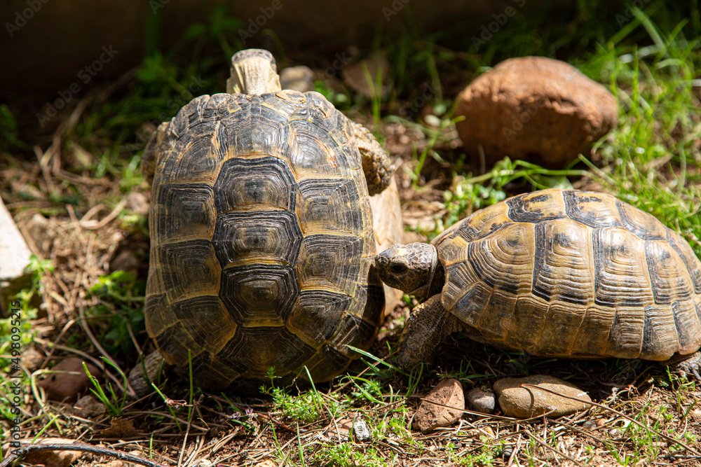 Selective focus of mating tortoises. The other male turtle awaits his ...
