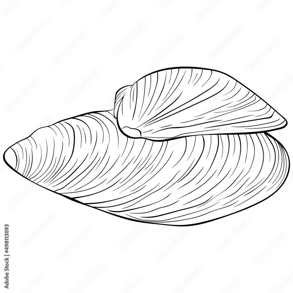 Two mussel shells. Vector hand drawn line art illustration isolated on ...