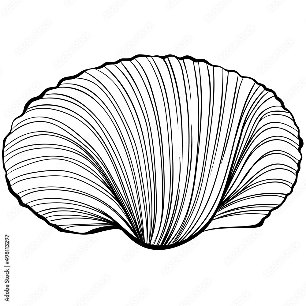 Scallop shell. Vector hand drawn line art illustration isolated on ...