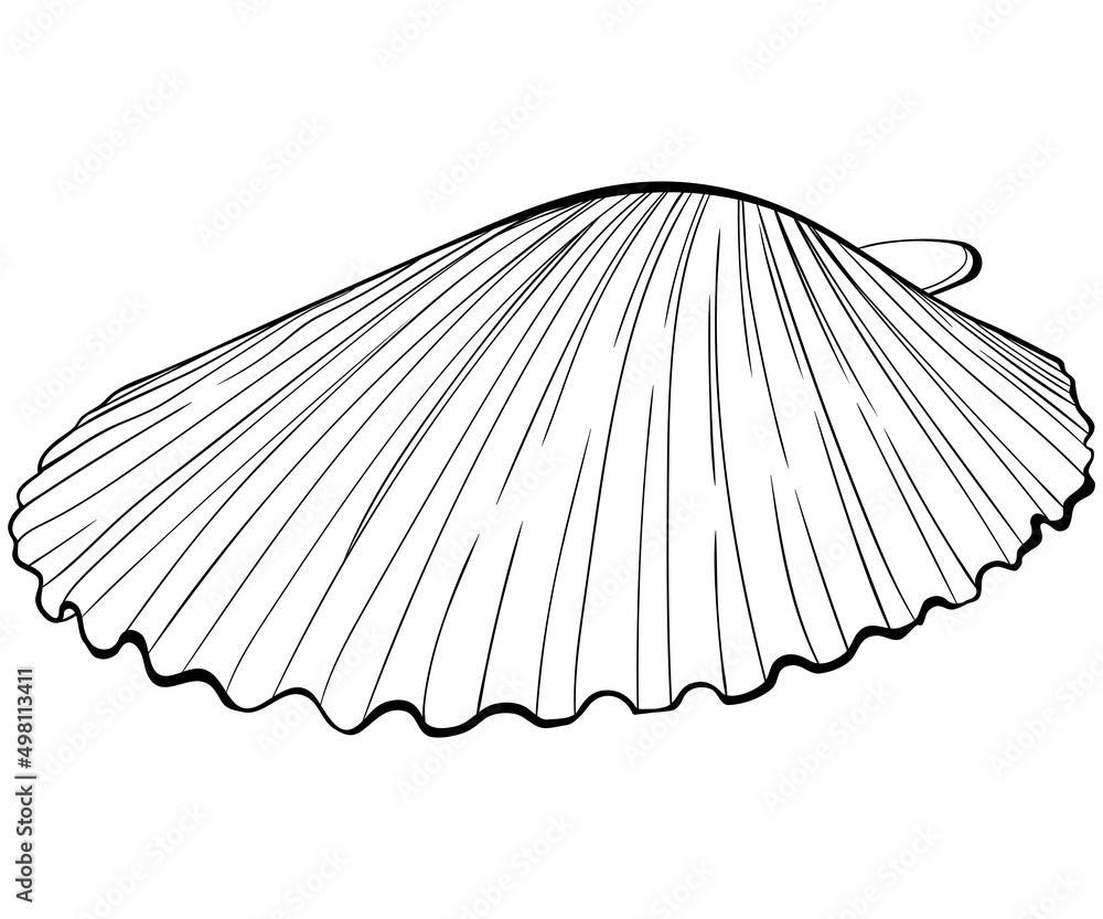 Scallop shell side view. Vector hand drawn line art illustration ...