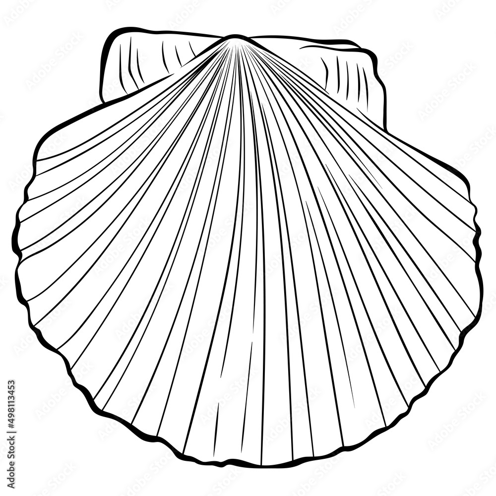 One scallop shell top view. Vector hand drawn line art illustration ...