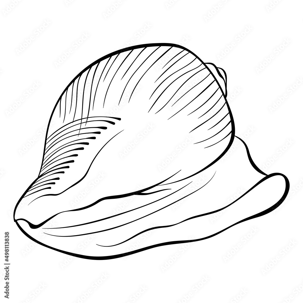 Spiral seashell side view. Vector hand drawn line art close up ...