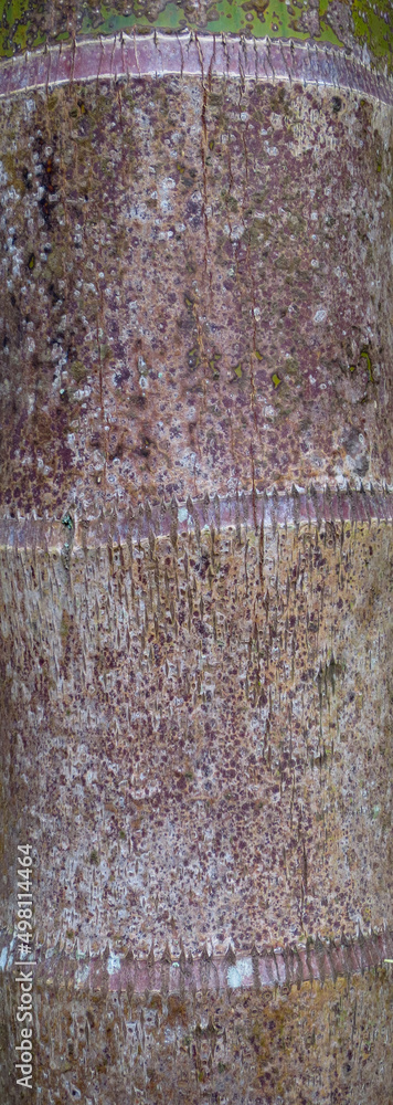 Areca tree texture. Areca nut which has a slightly rough texture. areca ...